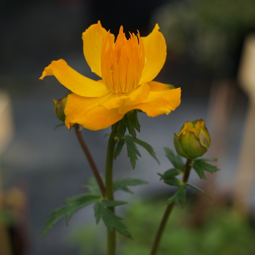 JDA Trollius chinensis 'Golden Queen'