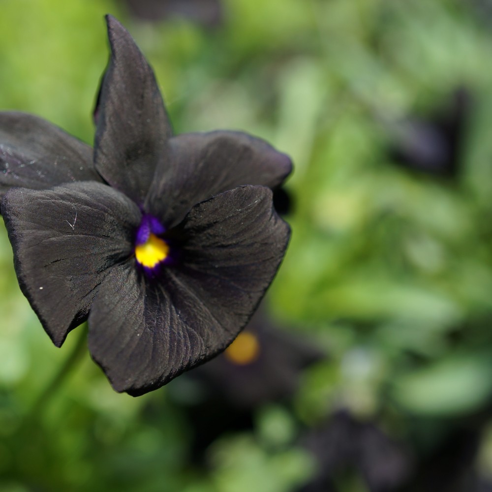 JDA Viola cornuta 'Molly Sanderson'