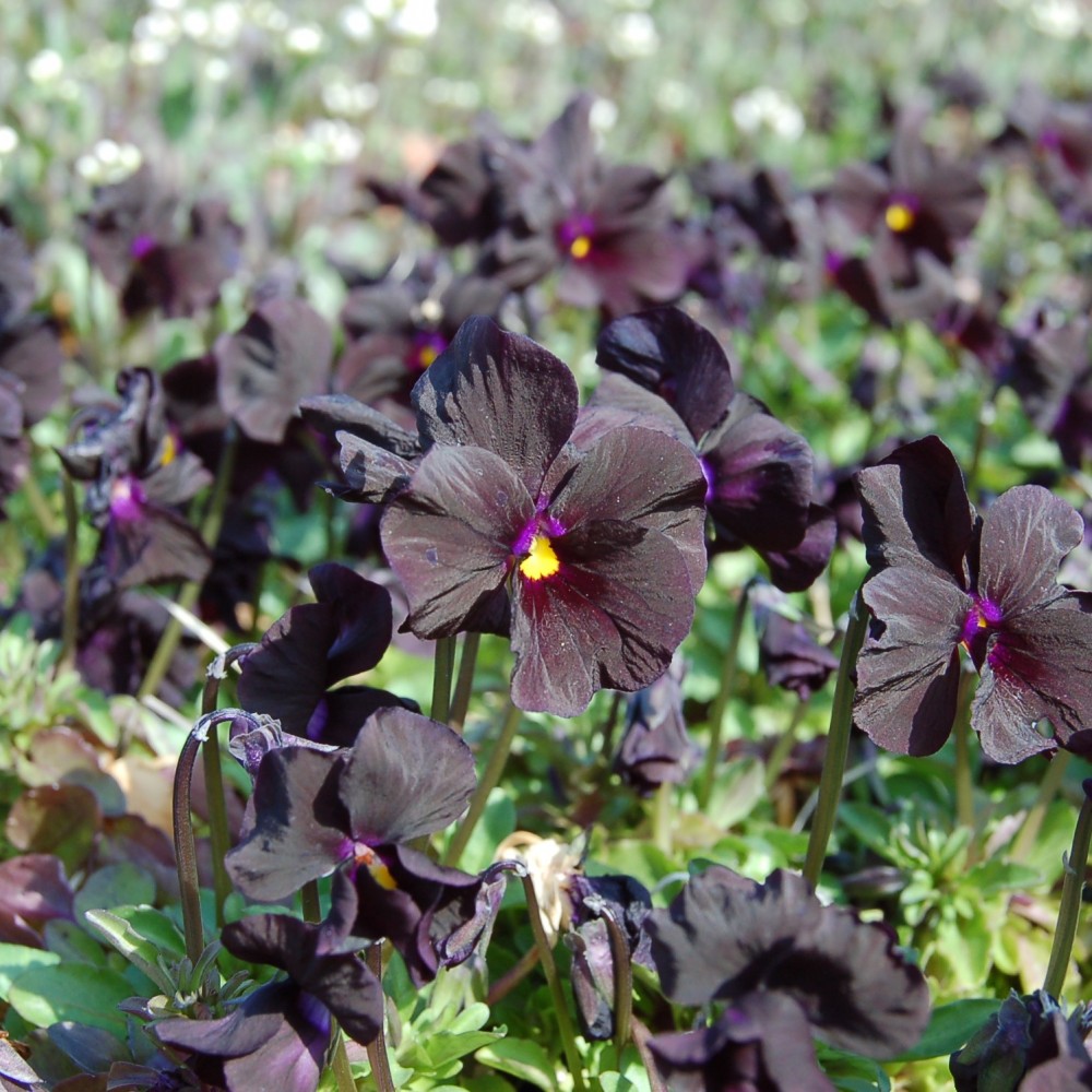 JDA Viola cornuta 'Molly Sanderson'