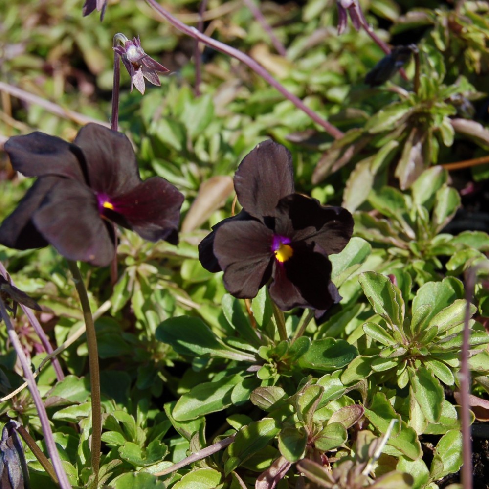 JDA Viola cornuta 'Molly Sanderson'