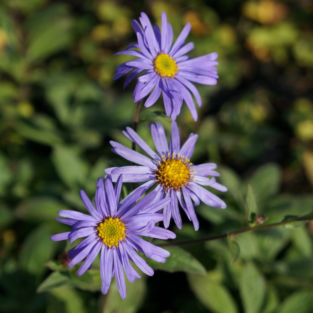 JDA Aster frikartii 'Mönch'