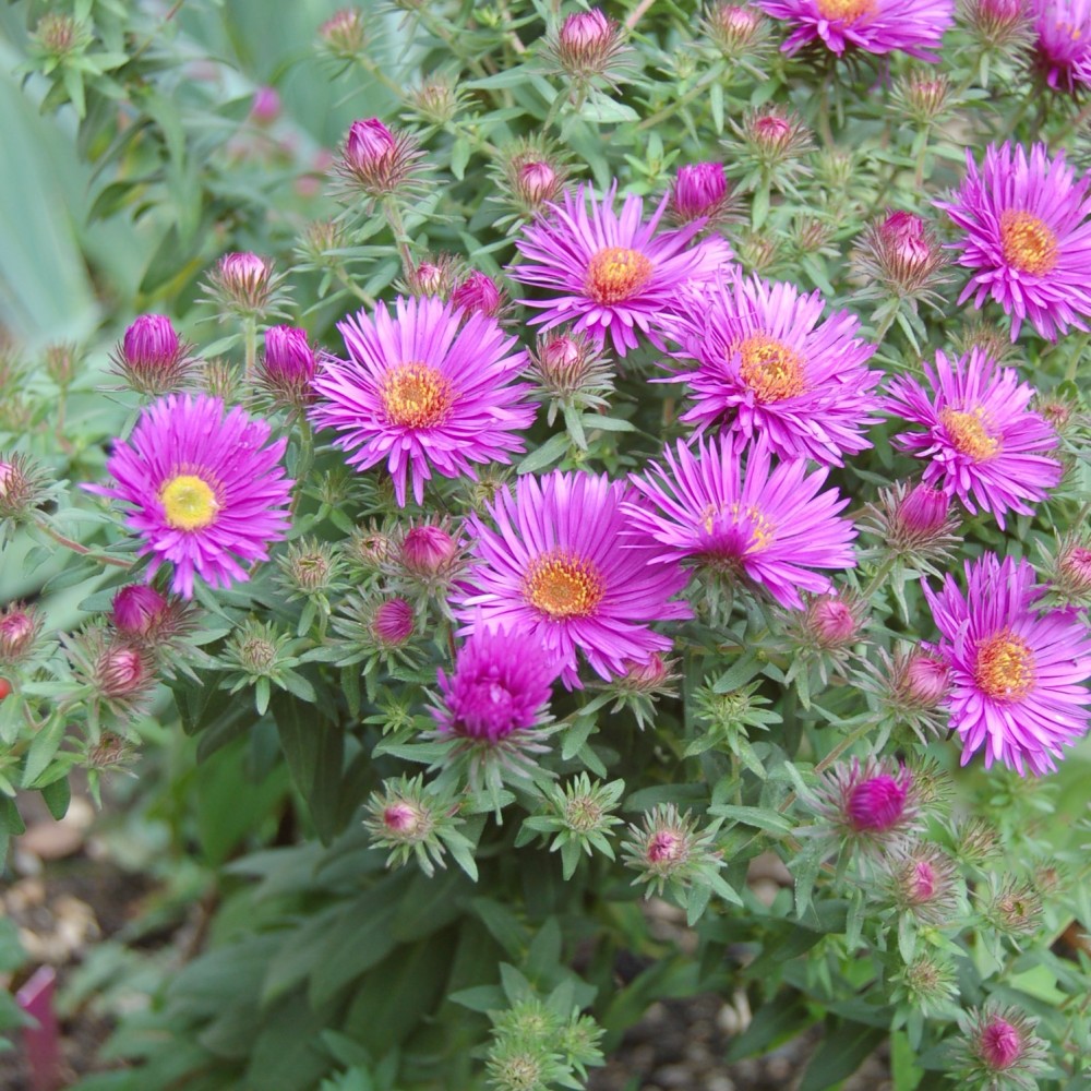 JDA Aster novae-angliae 'Purple Dome'