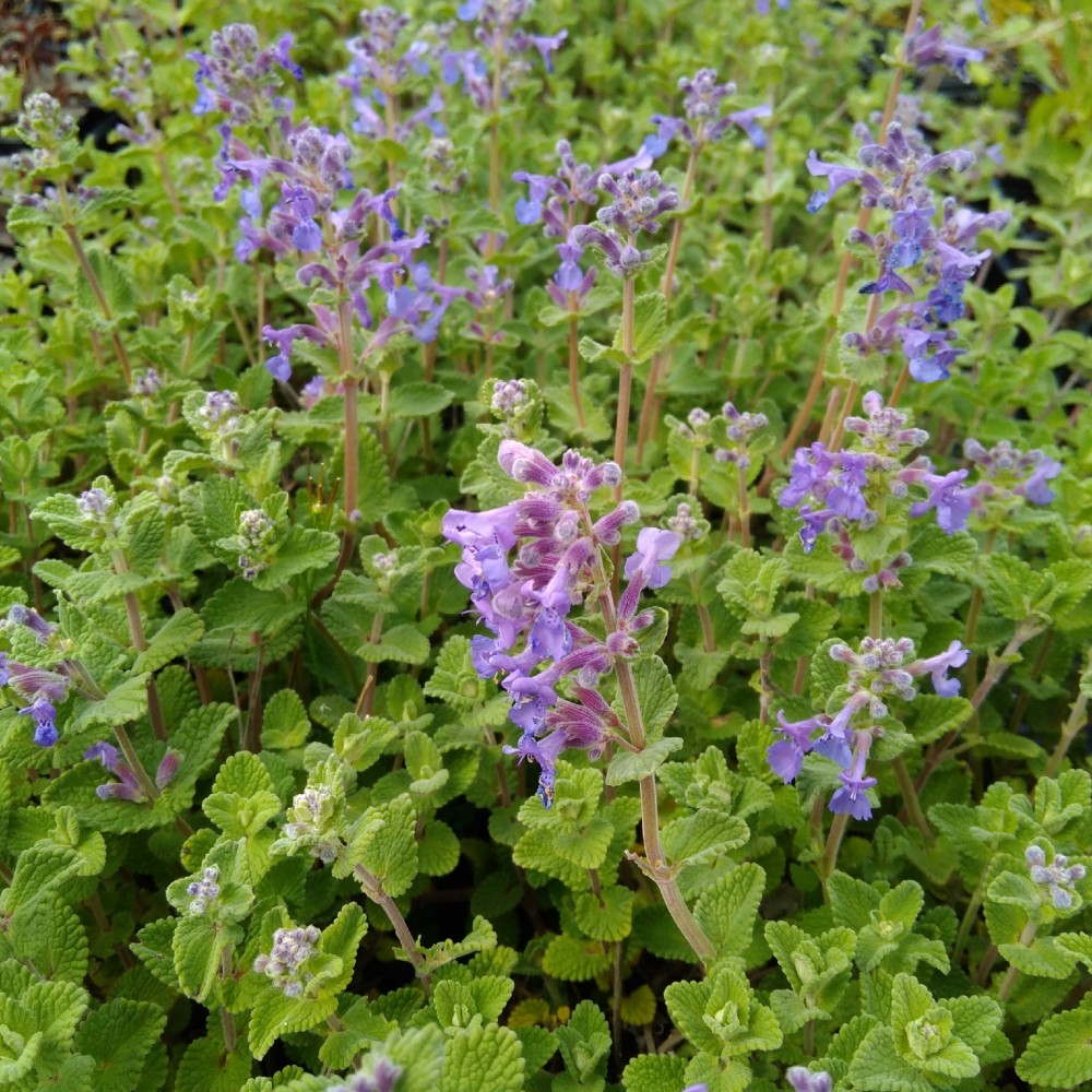 JDA Nepeta racemosa