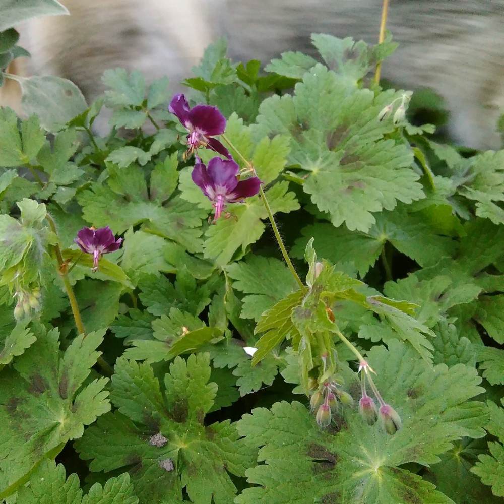 JDA Geranium phaeum 'Samobor'