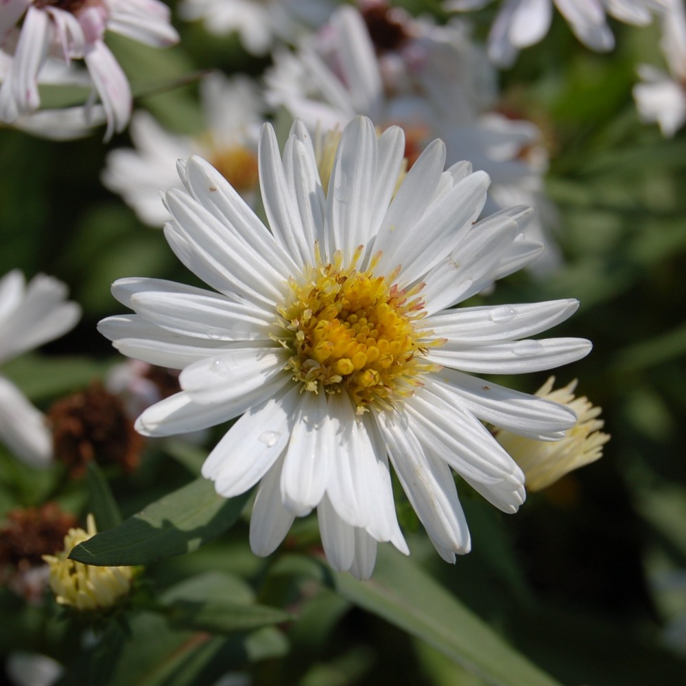 JDA Aster novi-belgii 'White Ladies'