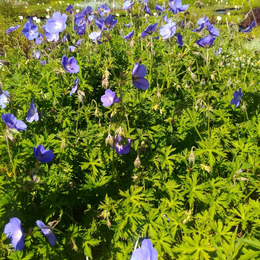 JDA Geranium 'Orion'