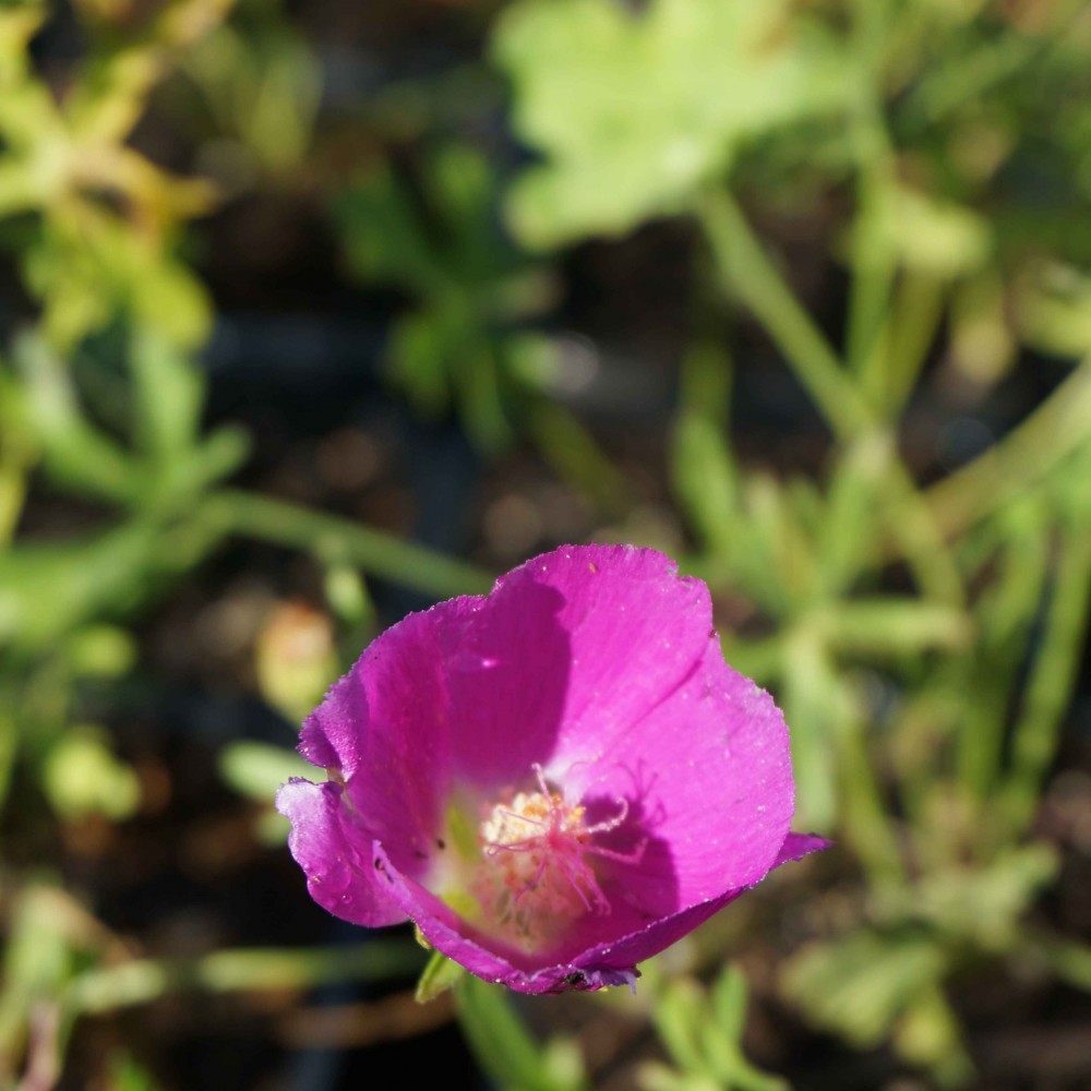 JDA Callirhoe involucrata
