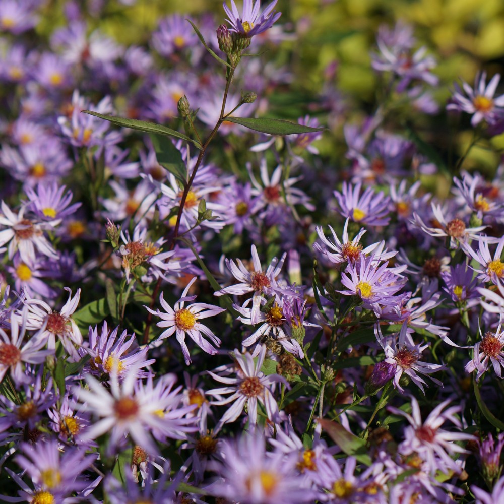 JDA Aster turbinellus 'Elfin'