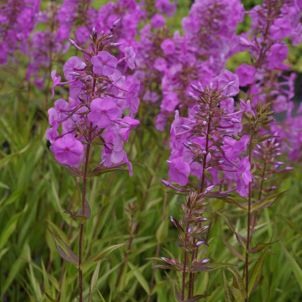 JDA Phlox maculata 'Alpha'