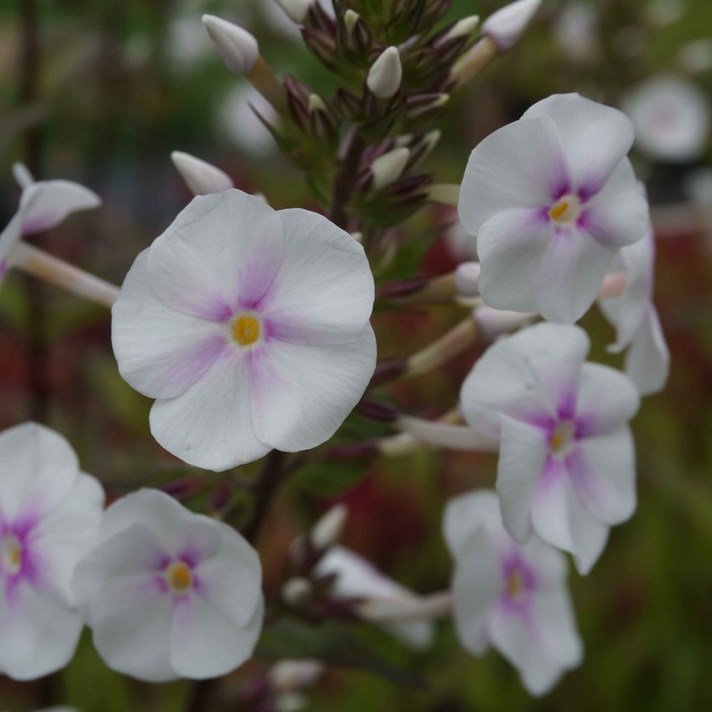 JDA Phlox maculata 'Delta'