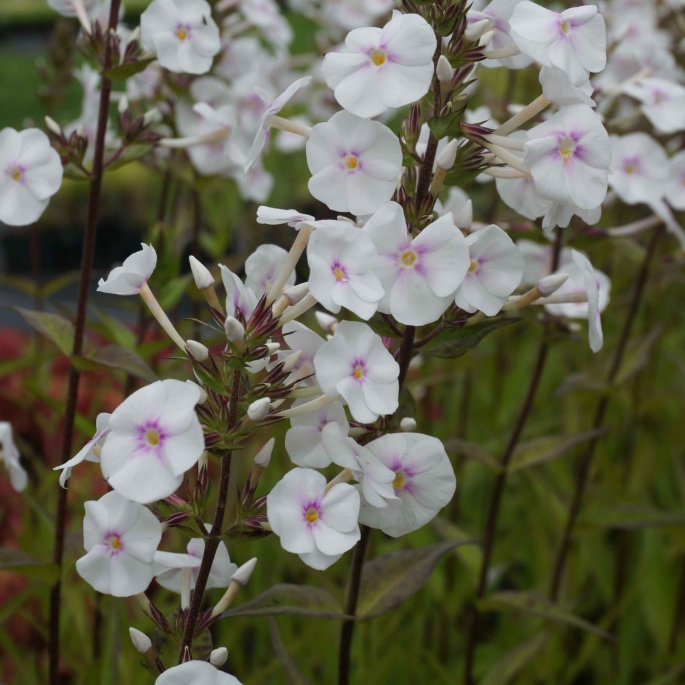 JDA Phlox maculata 'Delta'