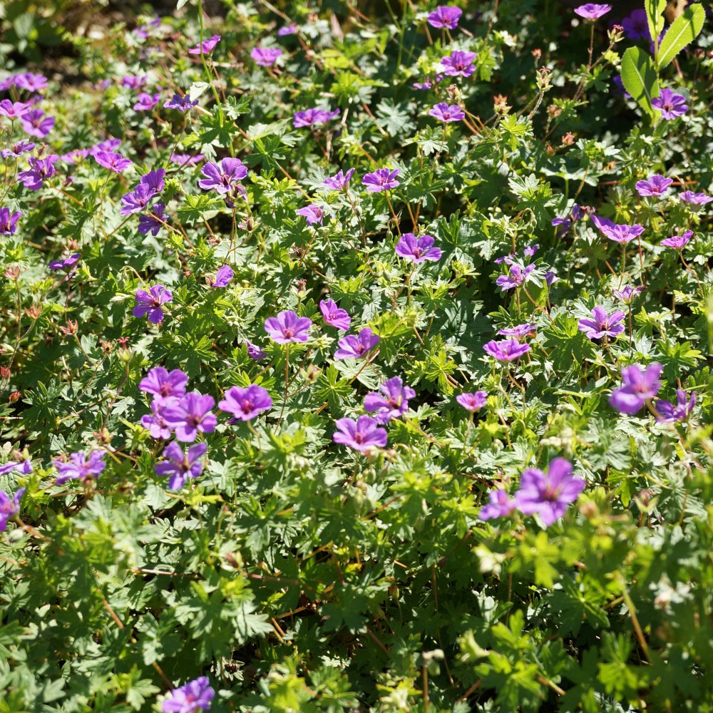 JDA Geranium 'Dilys'