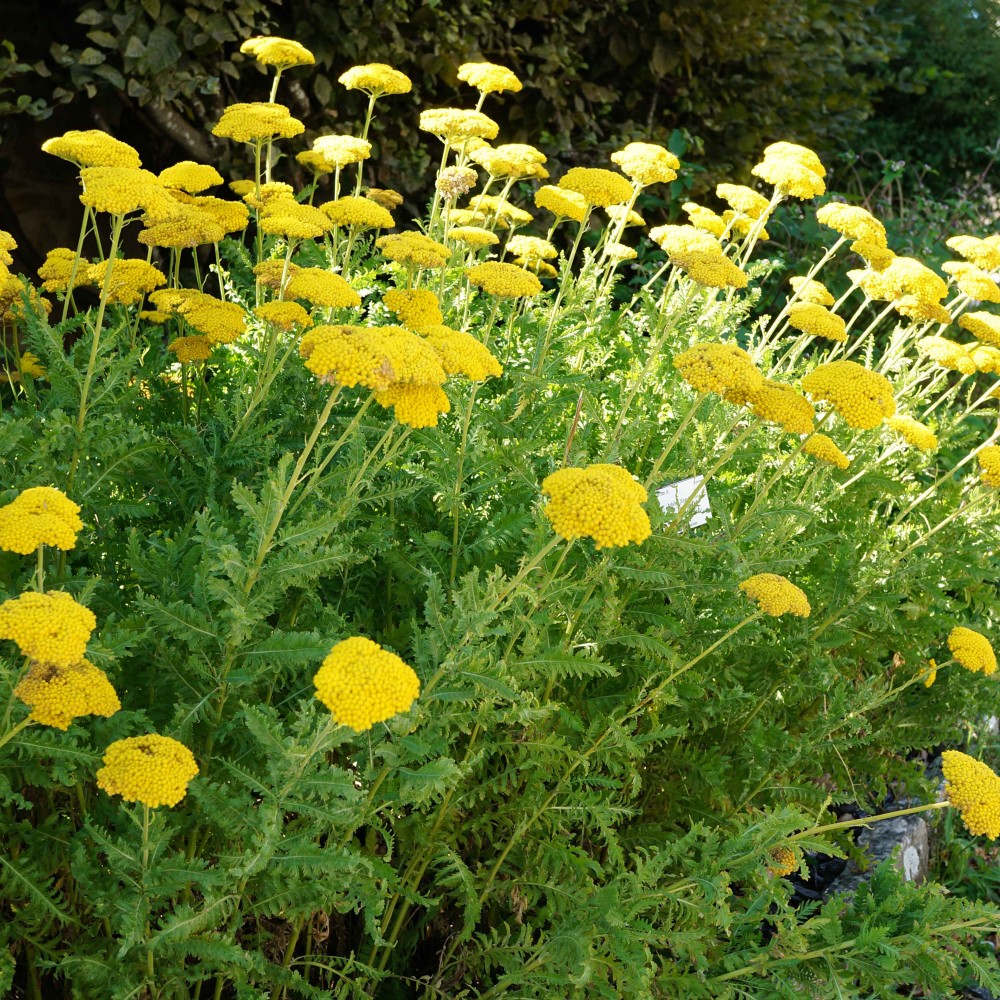 JDA Achillea filipendulina 'Cloth of Gold'