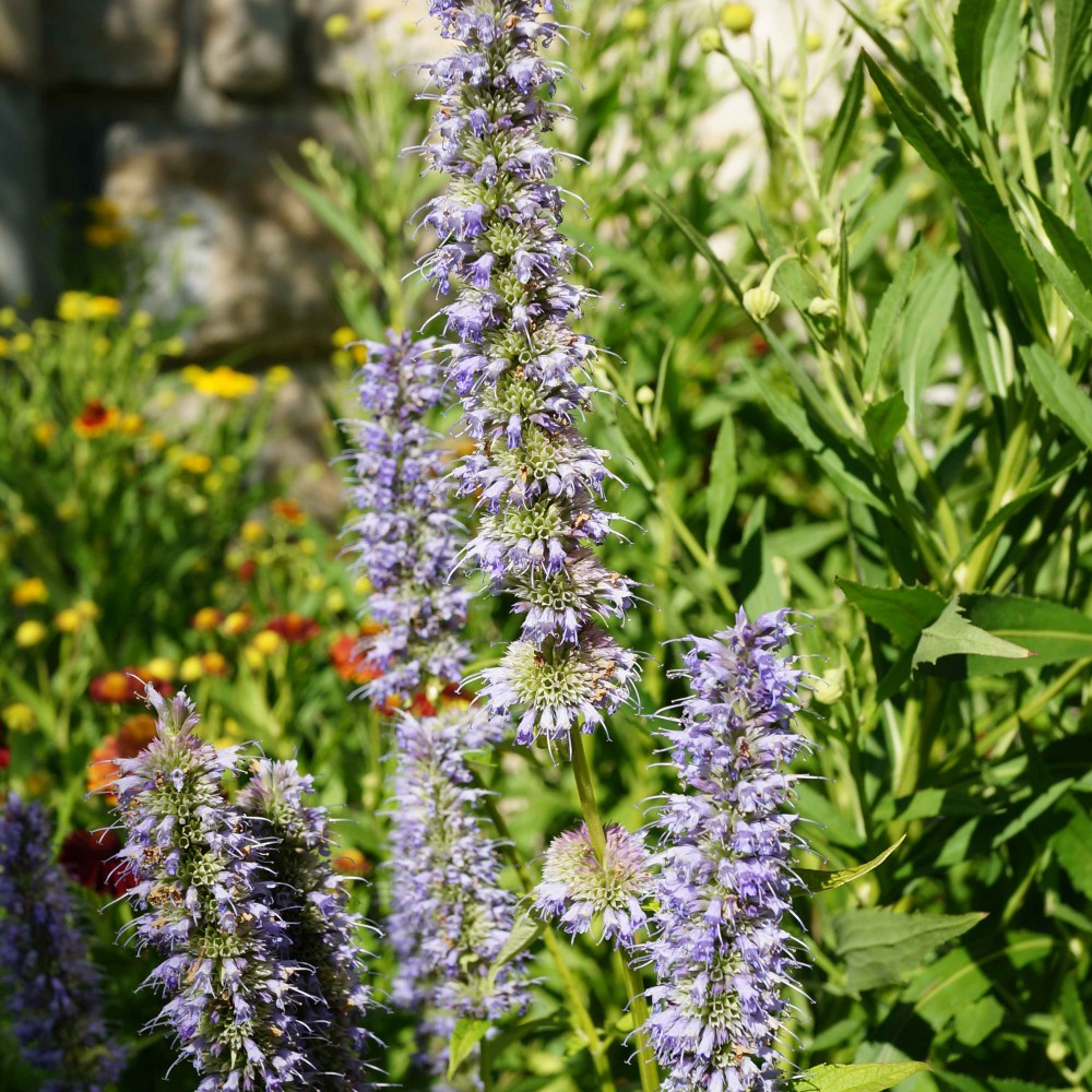 JDA Agastache 'Blue Fortune'