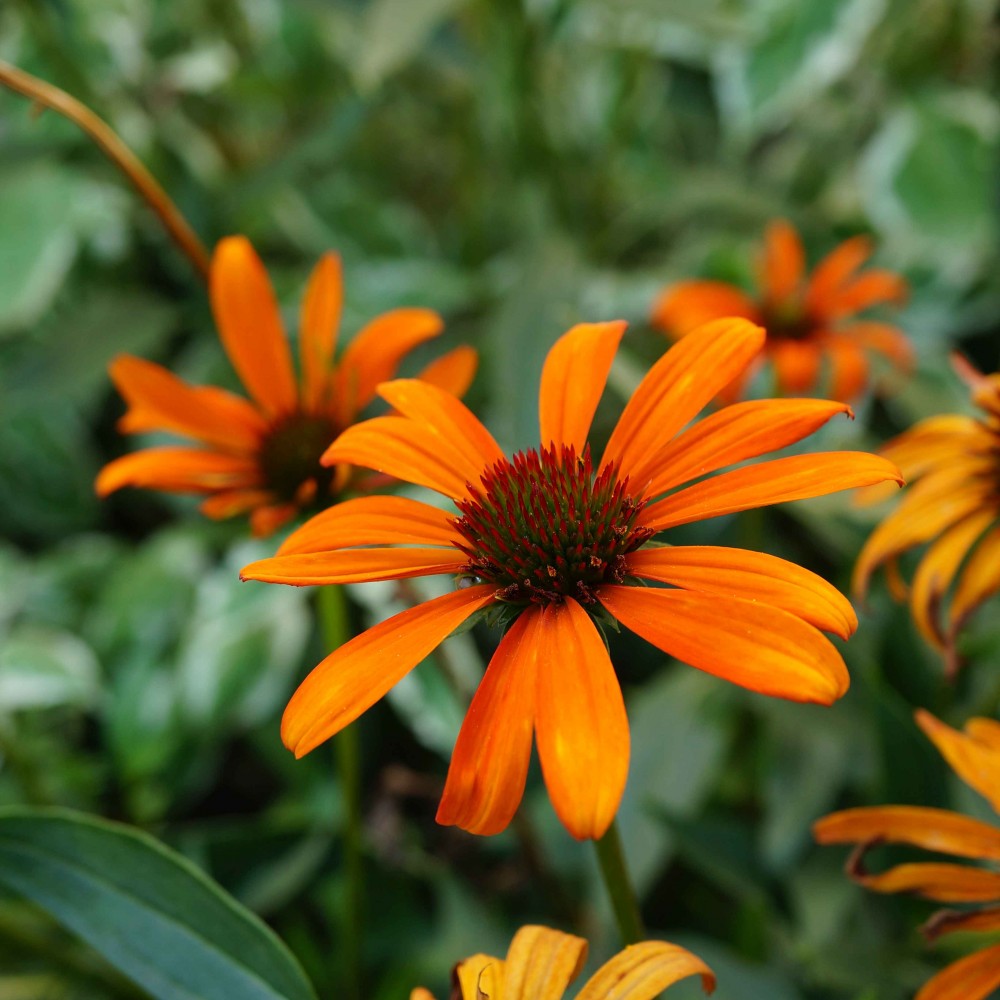 JDA Echinacea 'Tiki Torch'
