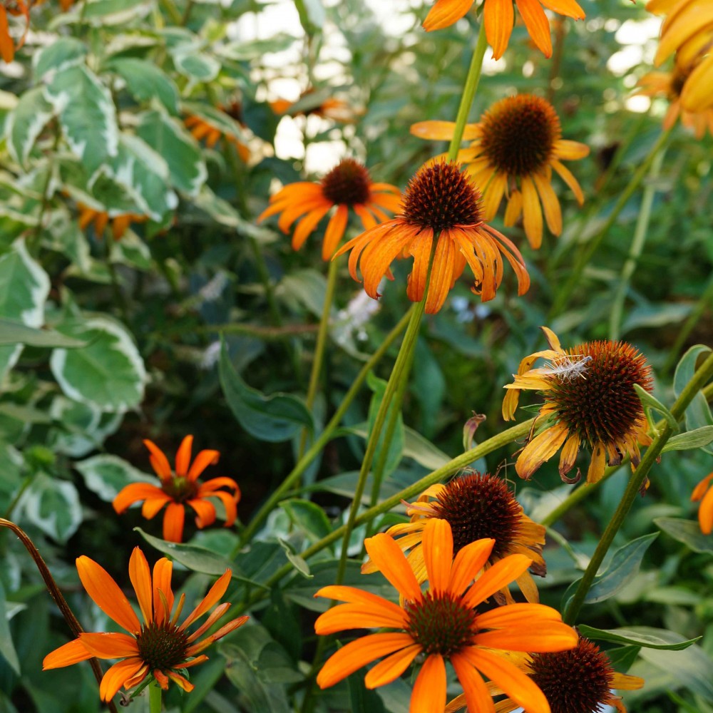 JDA Echinacea 'Tiki Torch'