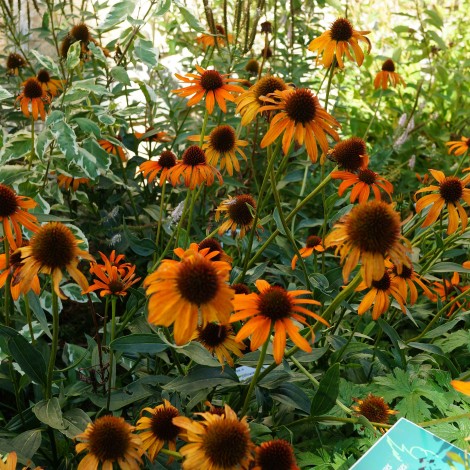 JDA Echinacea 'Tiki Torch'