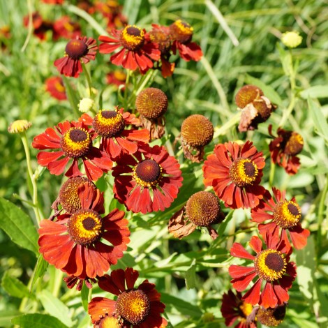 JDA Helenium automnalis 'Helena Red Shades'