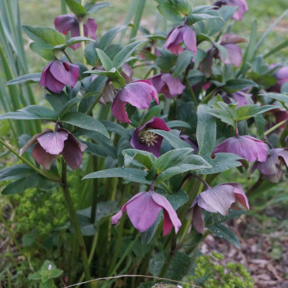 JDA Helleborus orientalis 'Red Hybrids'