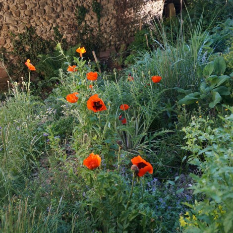 JDA Papaver orientalis 'Allegro'