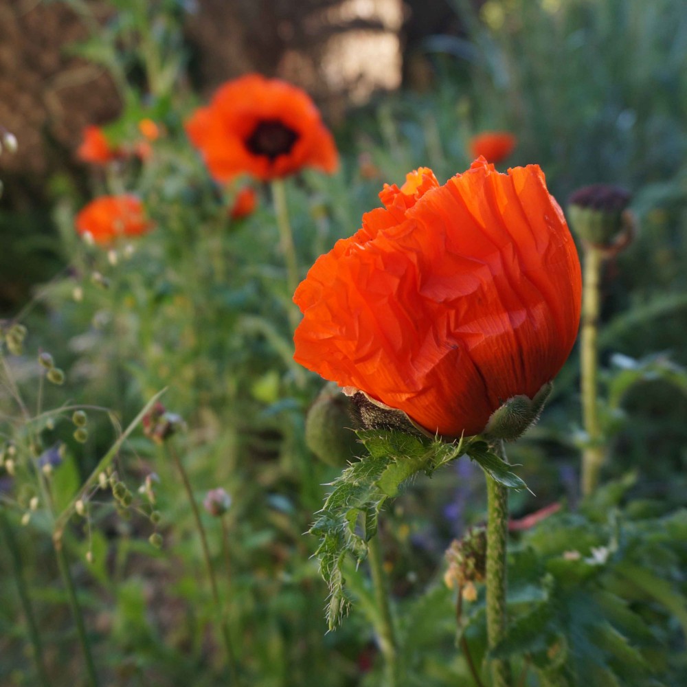 JDA Papaver orientalis 'Allegro'