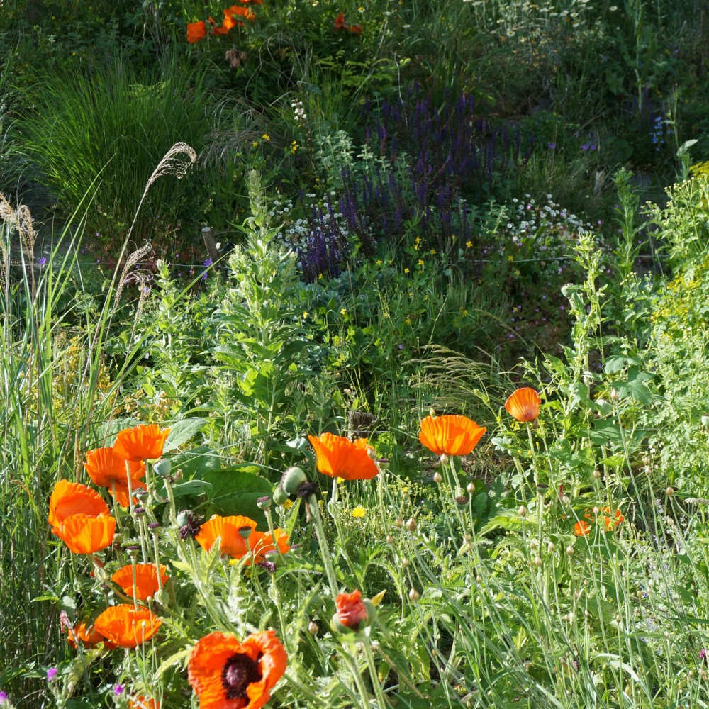 JDA Papaver orientalis 'Allegro'