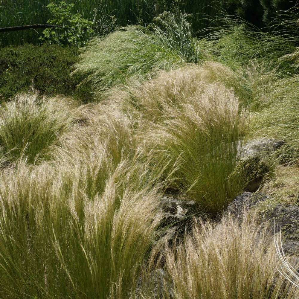JDA Stipa pennata