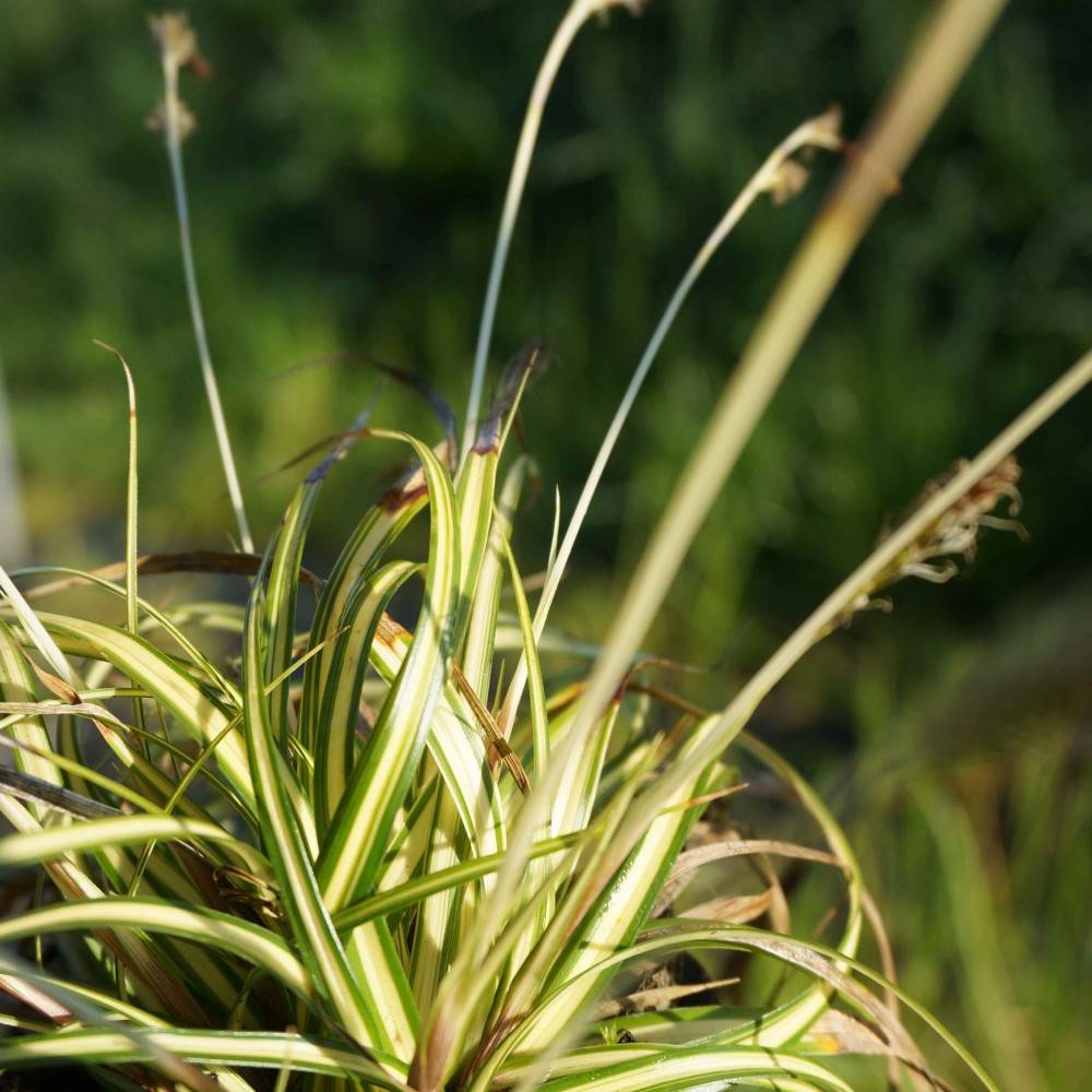 JDA Carex oshimensis 'Evergold'