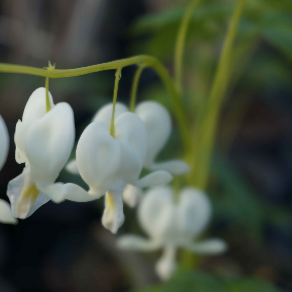 JDA Dicentra spectabilis 'Alba'