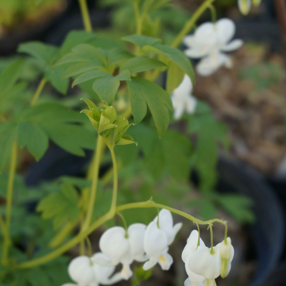 JDA Dicentra spectabilis 'Alba'
