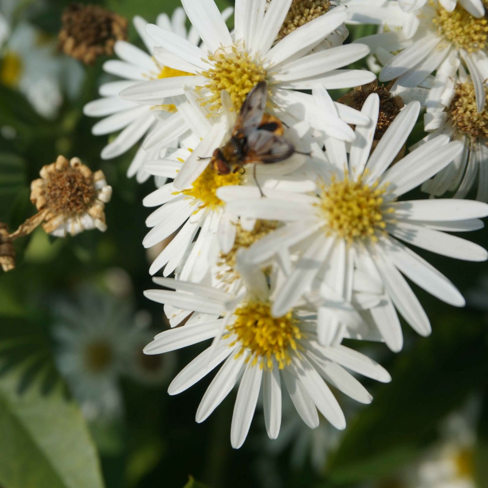 JDA Kalimeris incisa 'Blue Star'