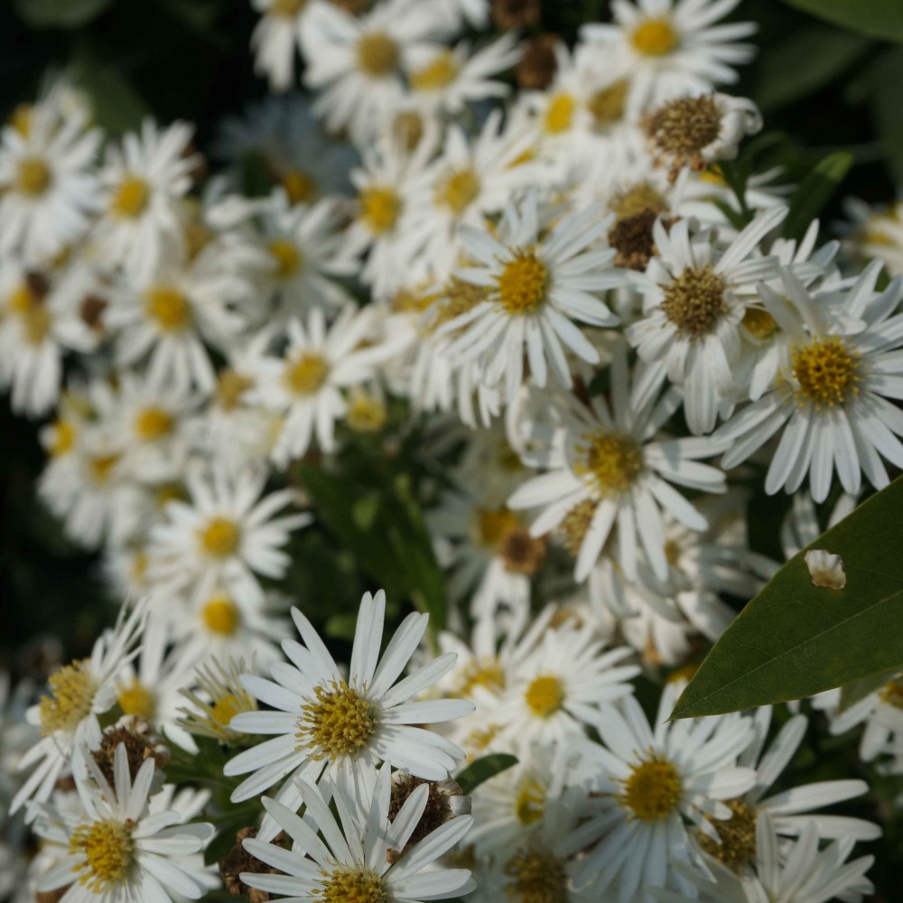 JDA Kalimeris incisa 'Blue Star'