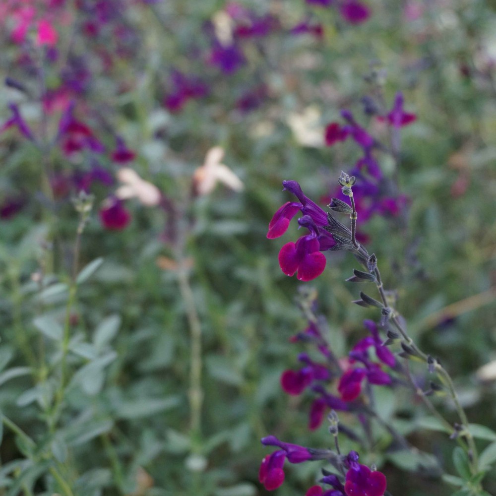 JDA Salvia greggii violette