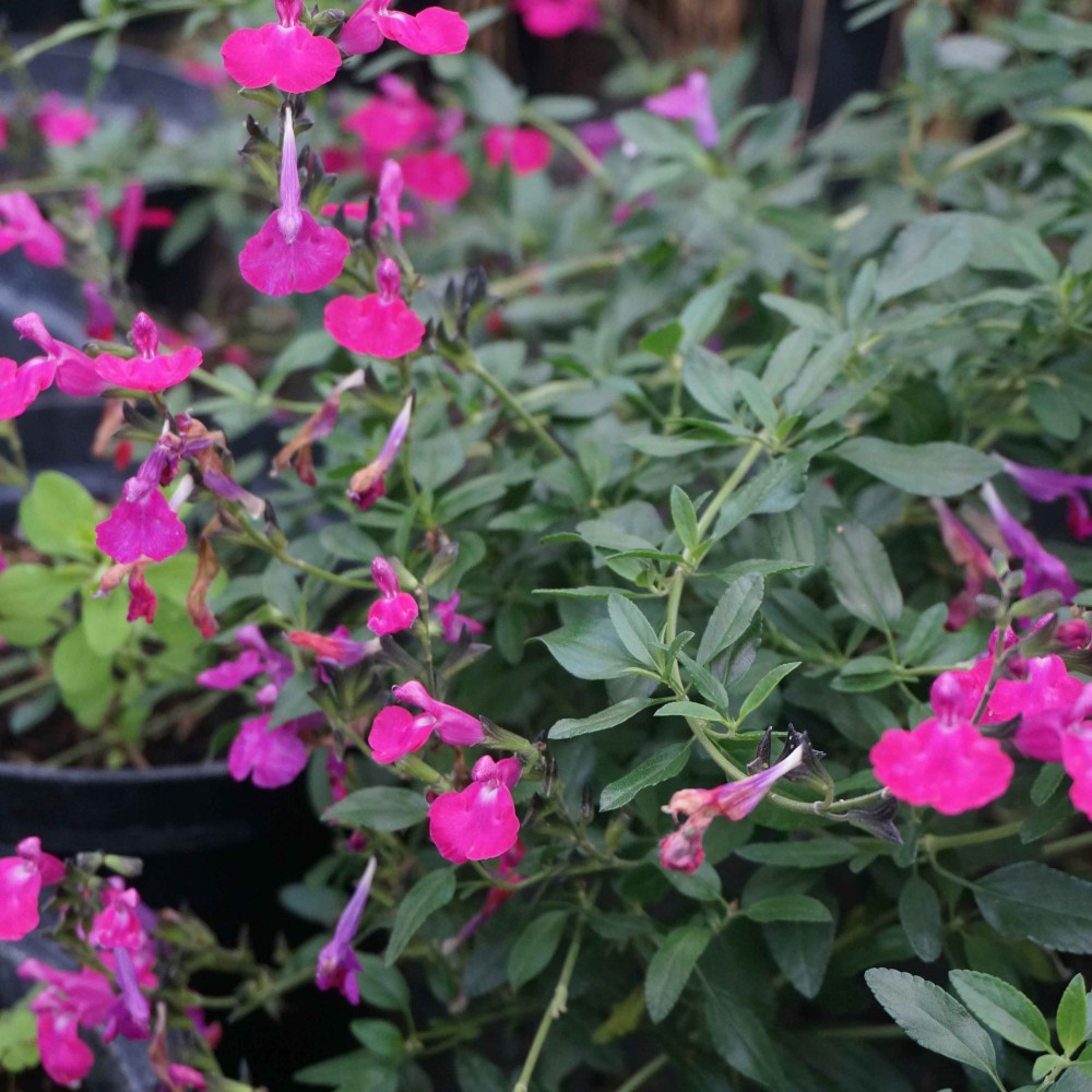 JDA Salvia grahamii rose fushia