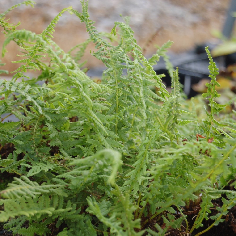 JDA Athyrium filix femina 'Victoriae'
