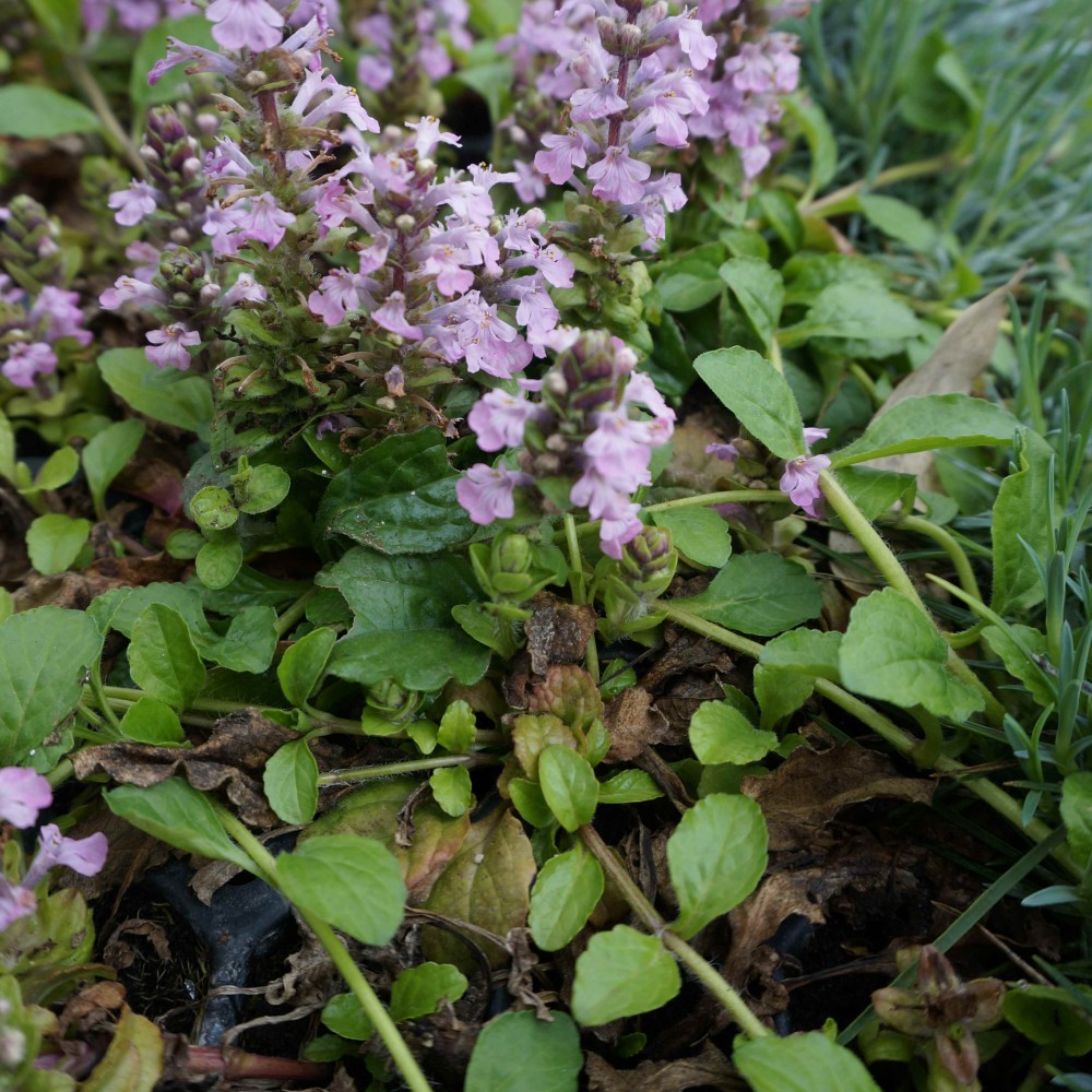 JDA Ajuga reptans 'Rosea'