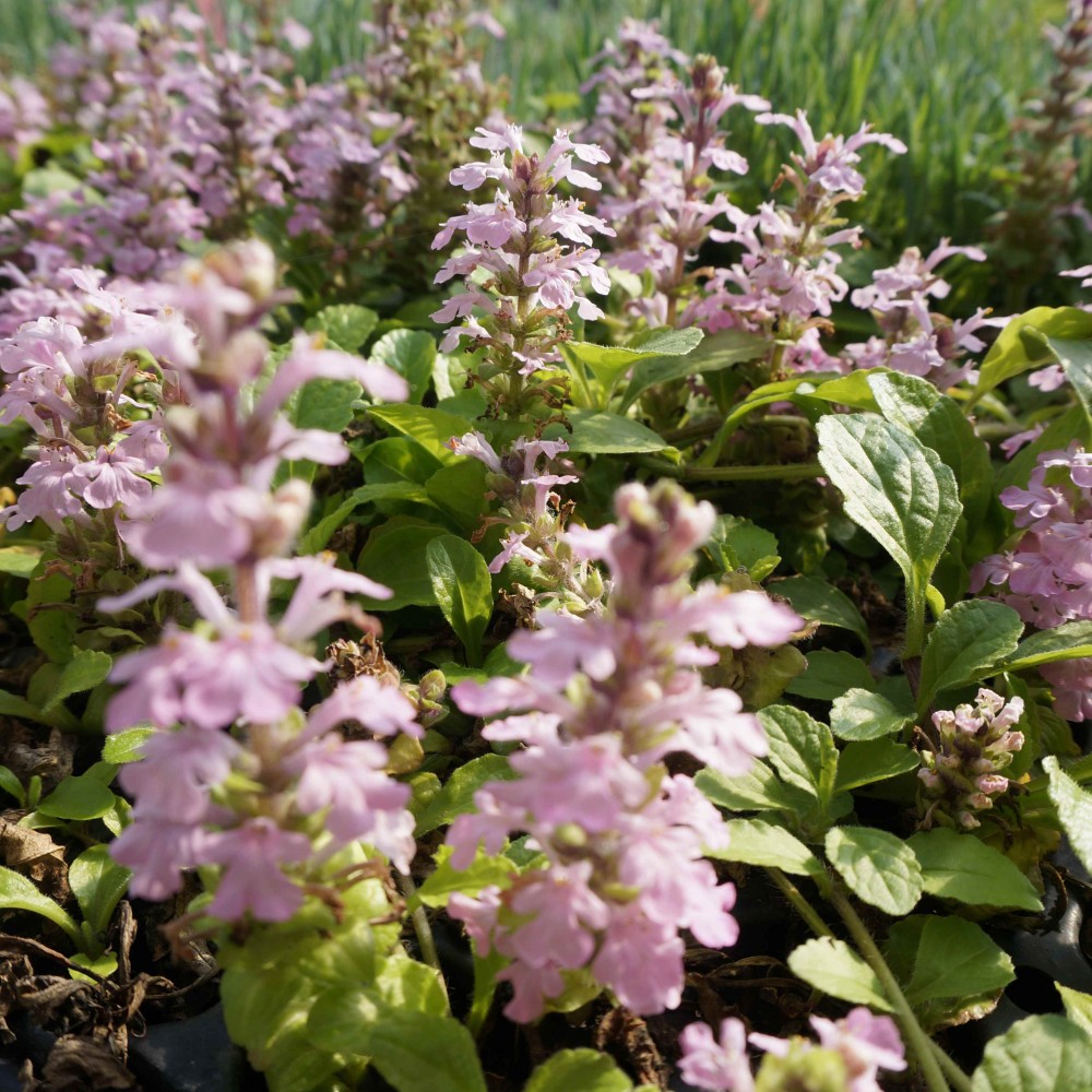 JDA Ajuga reptans 'Rosea'