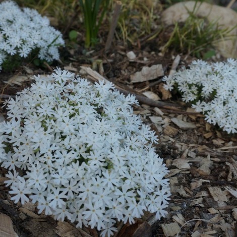 JDA Phlox subulata 'Snowflake'