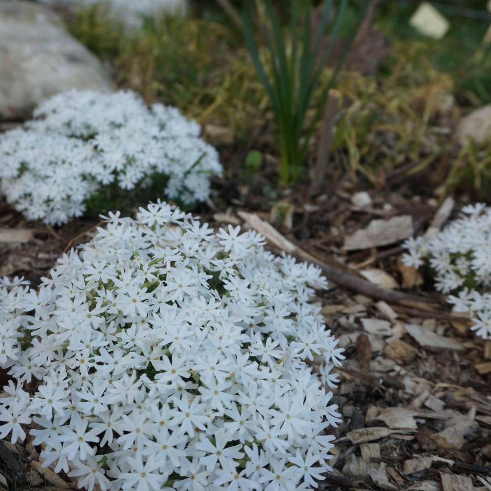 JDA Phlox subulata 'Snowflake'