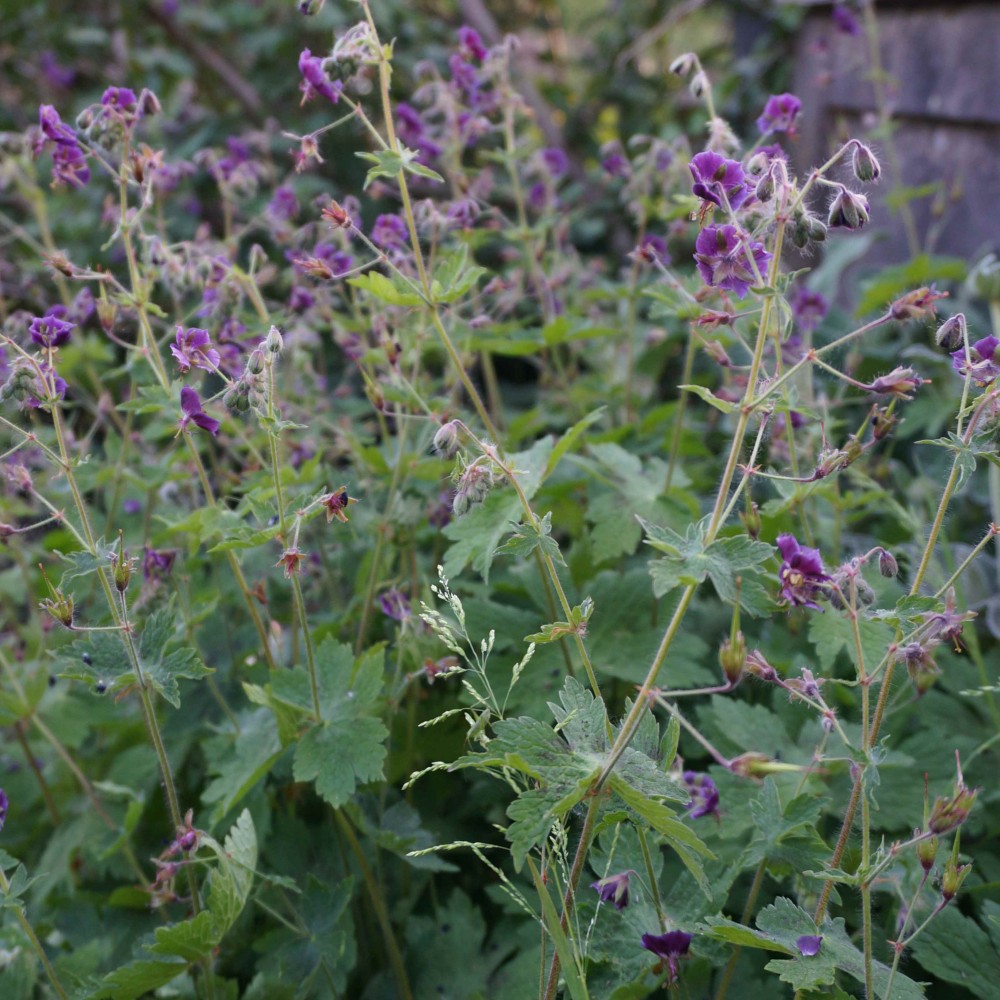 JDA Geranium phaeum 'Samobor'