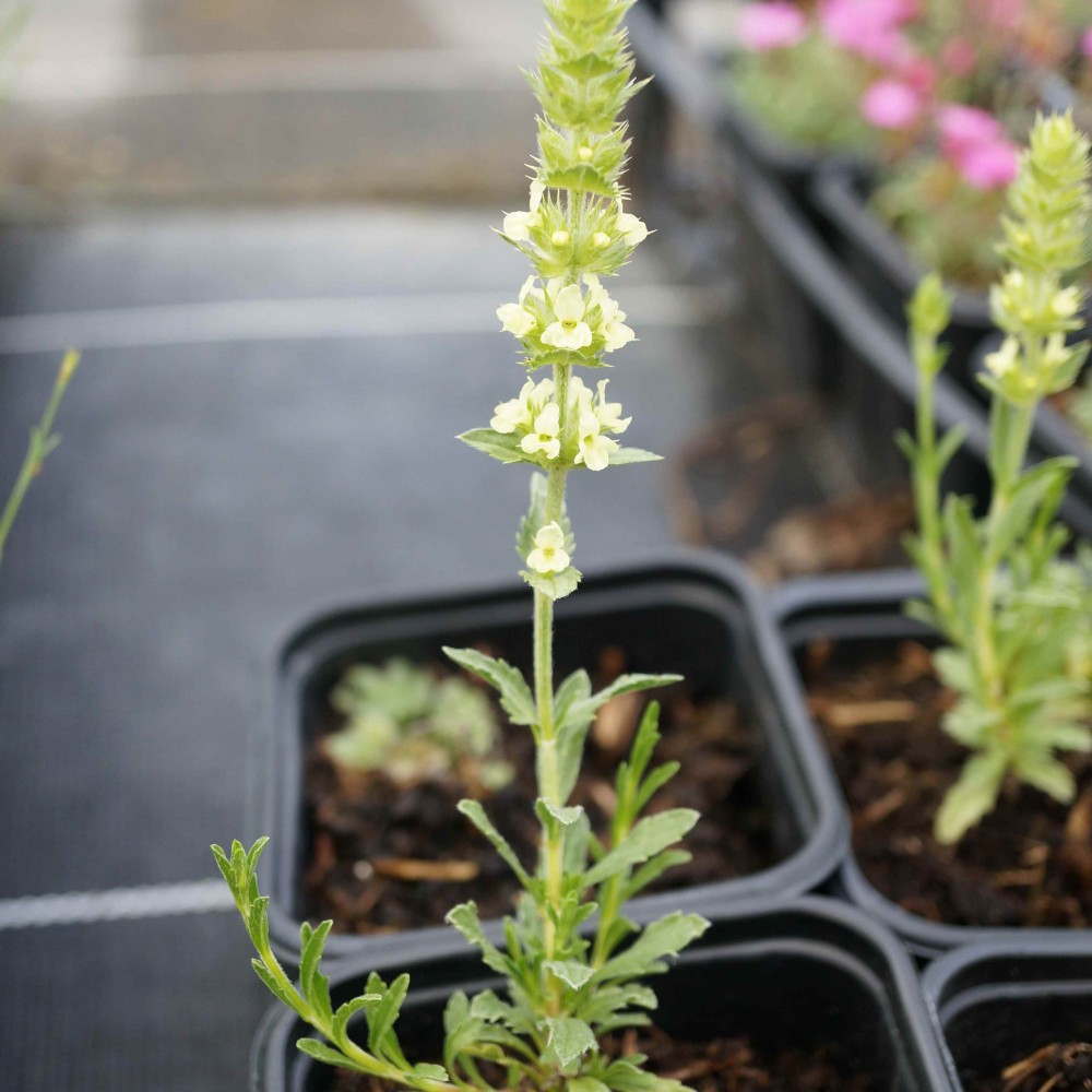 JDA Sideritis glacialis