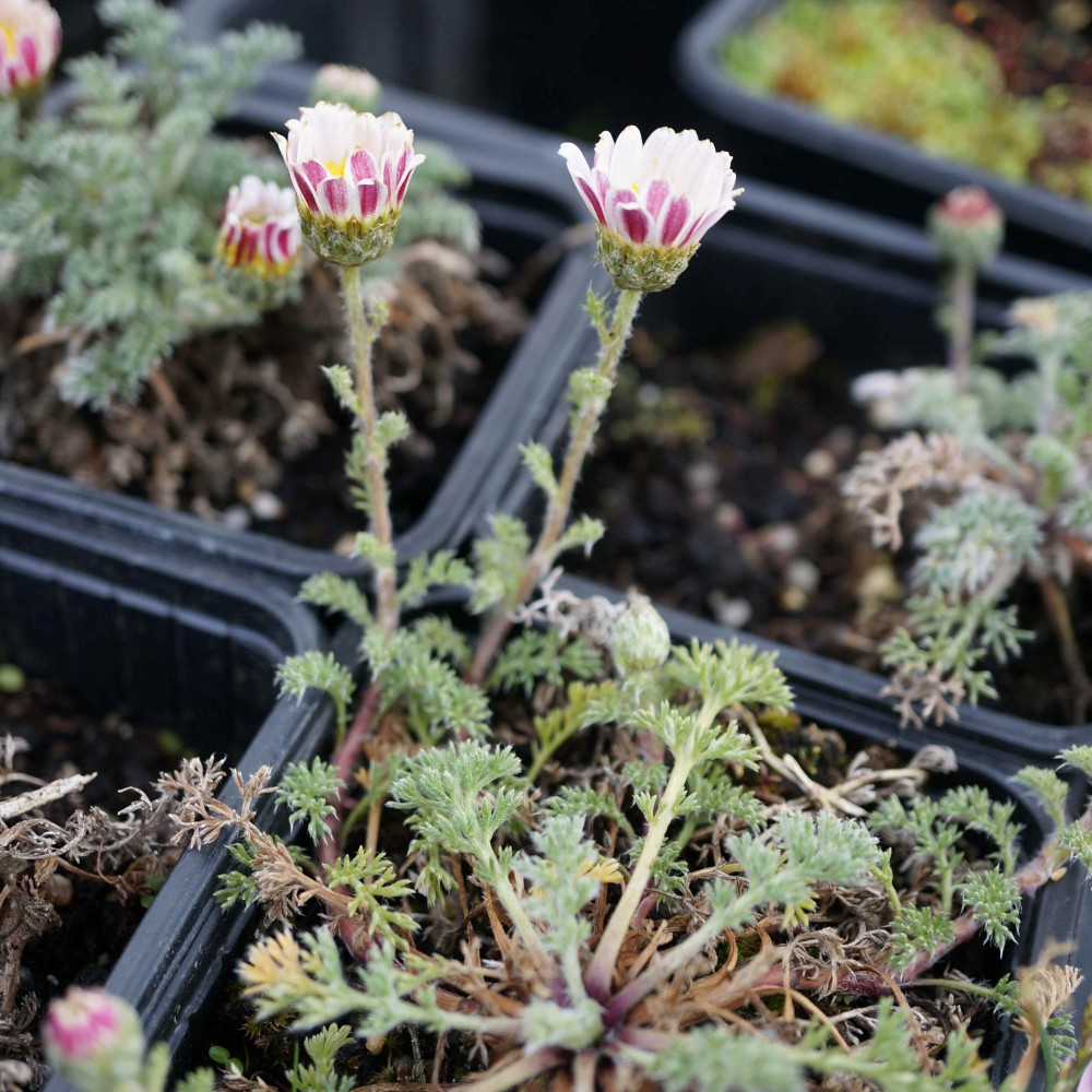 JDA Anacyclus pyrethrum depressus