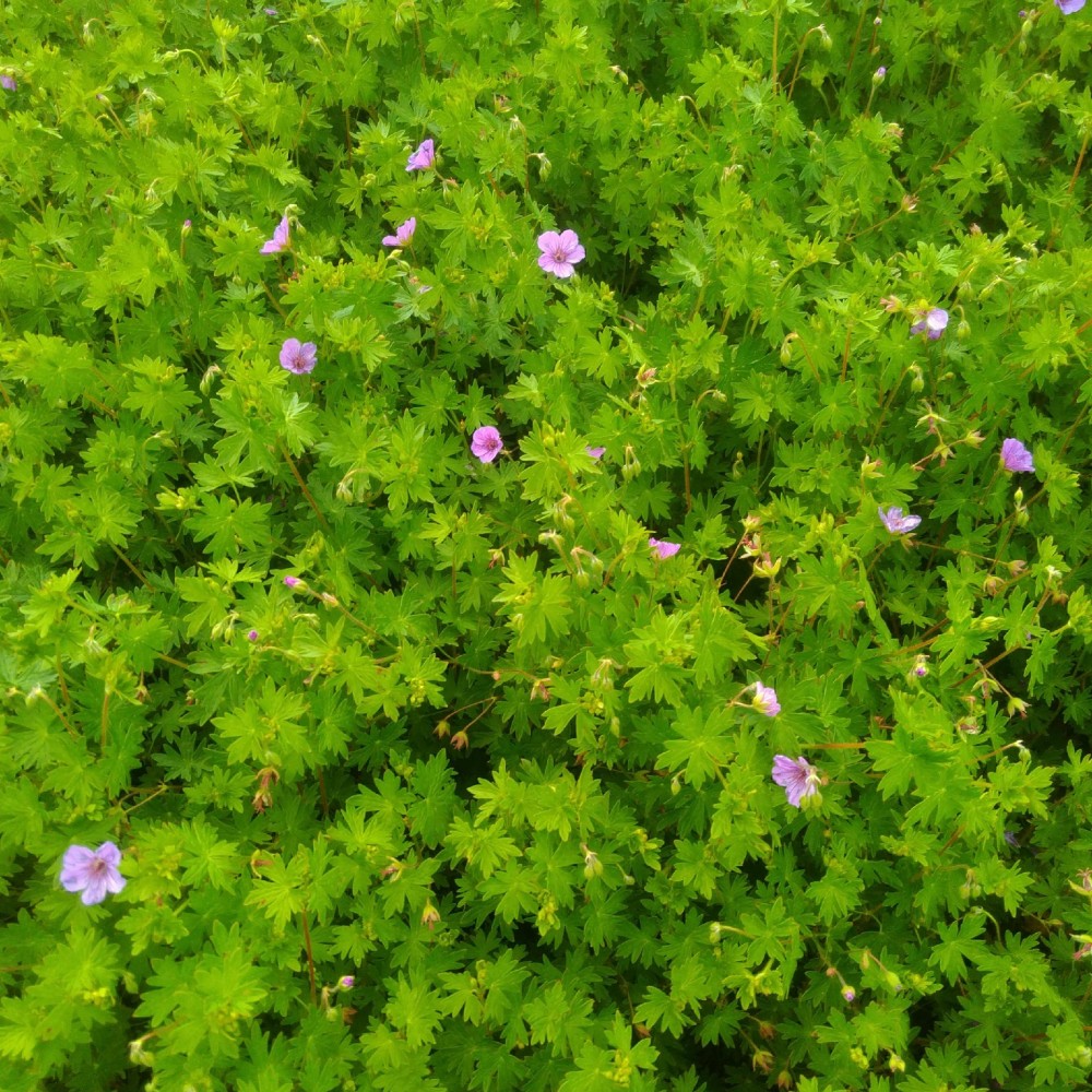 JDA Geranium 'Dilys'