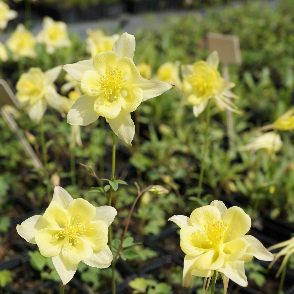 JDA Aquilegia chrysantha 'Yellow Queen'