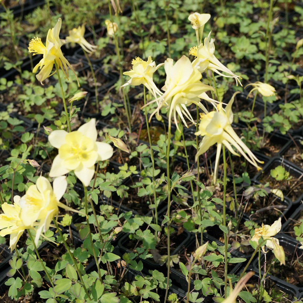 JDA Aquilegia chrysantha 'Yellow Queen'