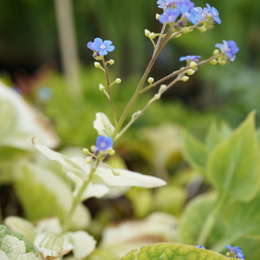 JDA Brunnera macrophylla 'Variegata'