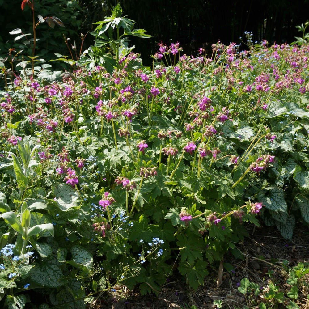 JDA Geranium macrorrhizum 'Bevan's Variety'