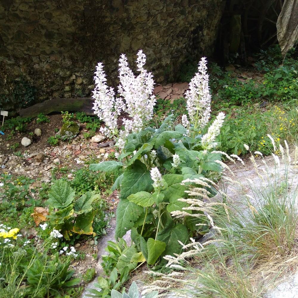 JDA Salvia sclarea 'Vatican White'
