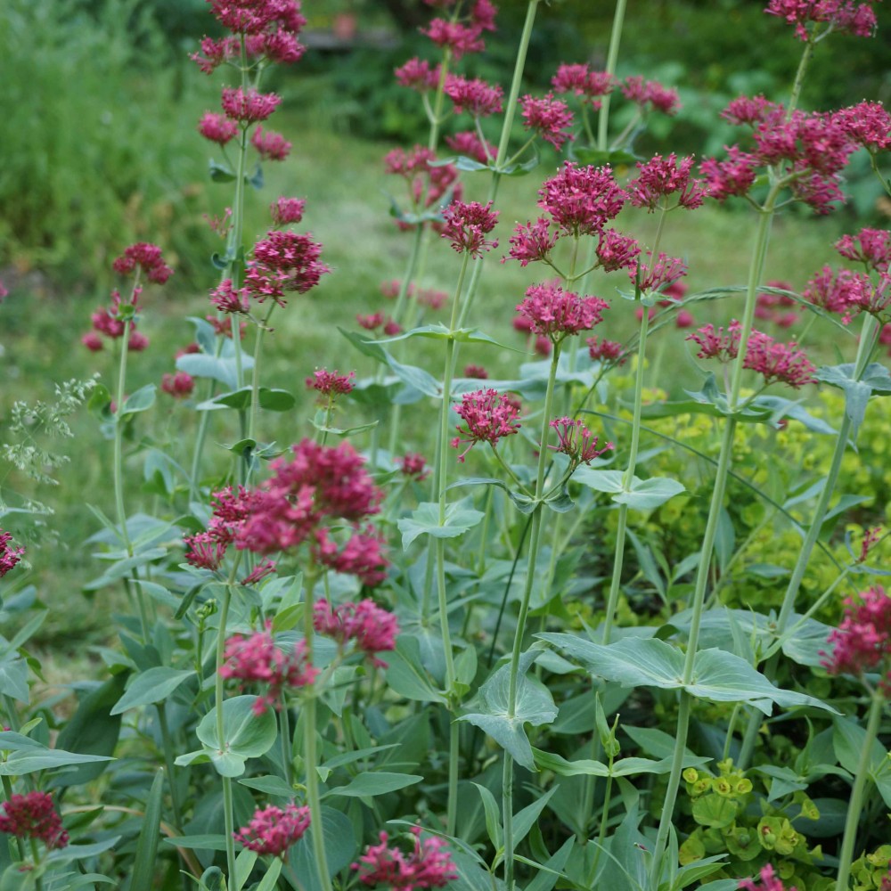 JDA Centranthus ruber