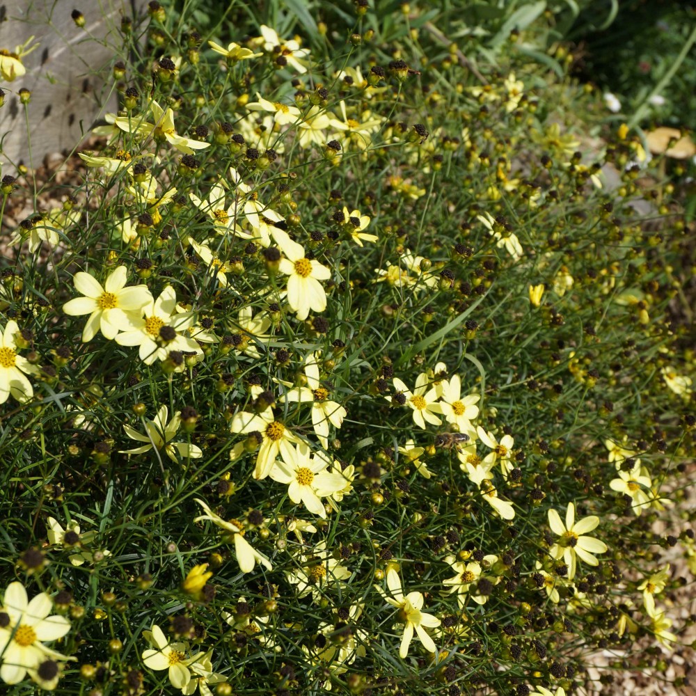 JDA Coreopsis verticillata 'Moonbeam'